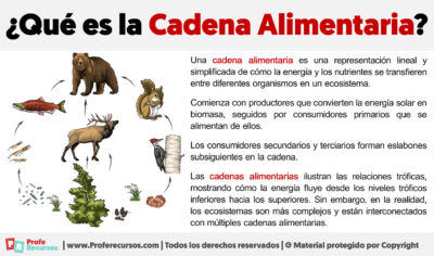 Qué es la Cadena Alimentaria