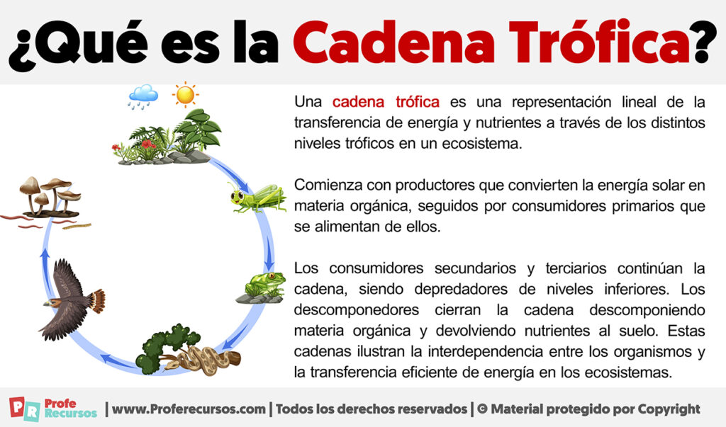 Qué Es La Cadena Trófica