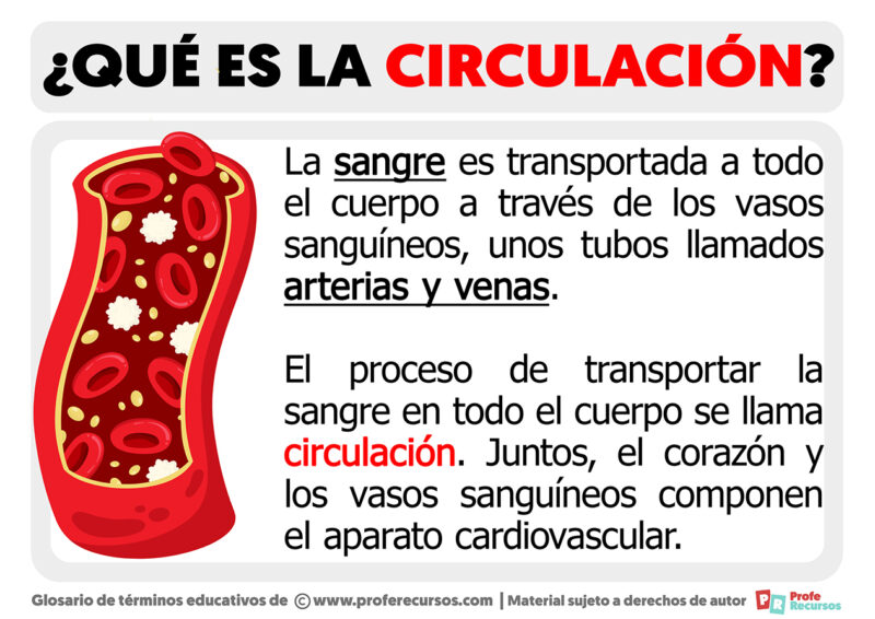 ¿Qué es la Circulación?