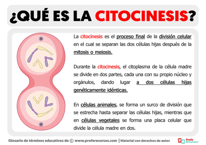 Qué es la Citocinesis | Definición de Citocinesis