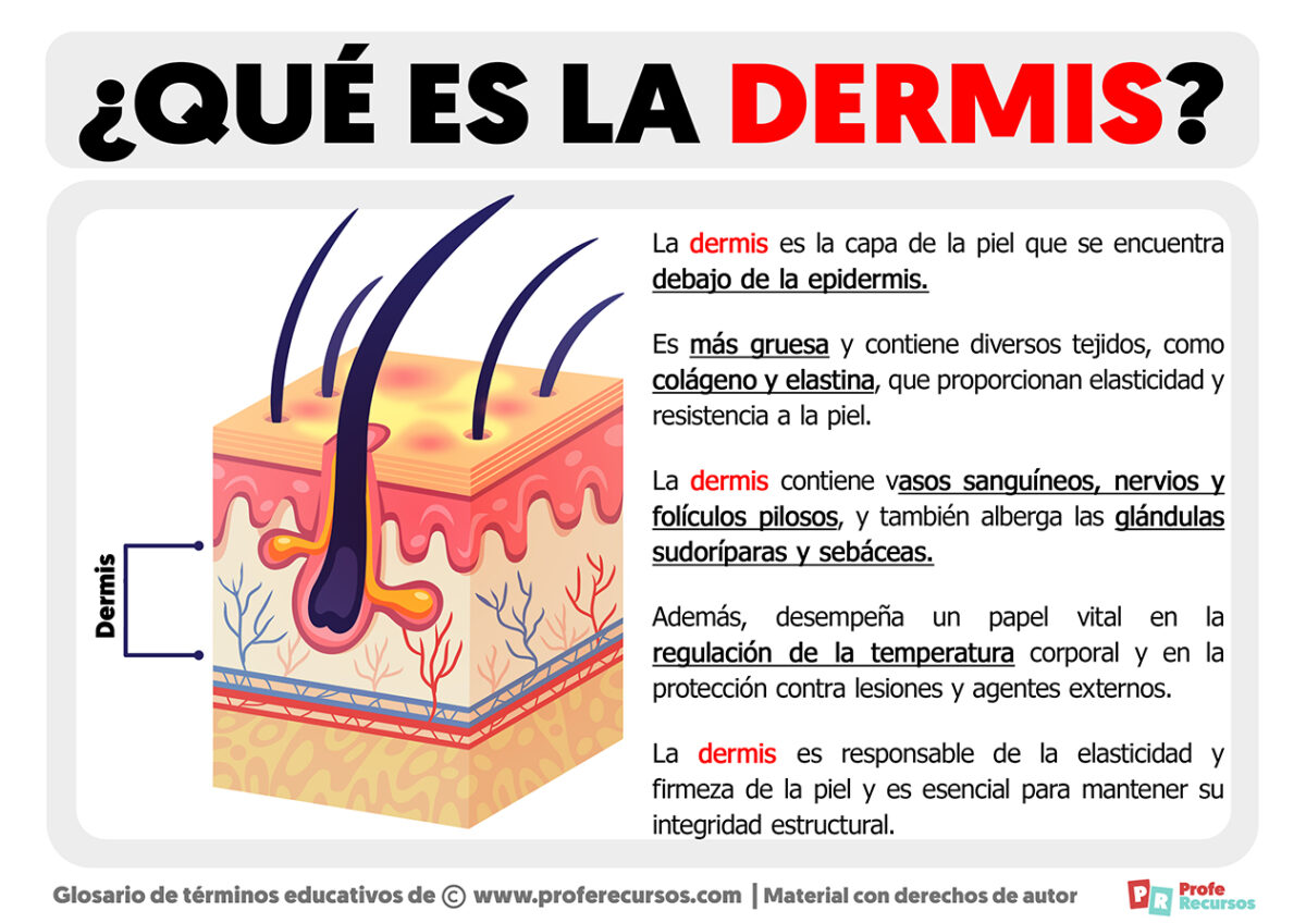 Qué es la Dermis | Definición de Dermis