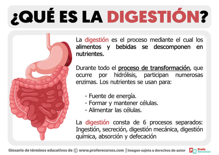 Qué es la Digestión | Definición de Digestión