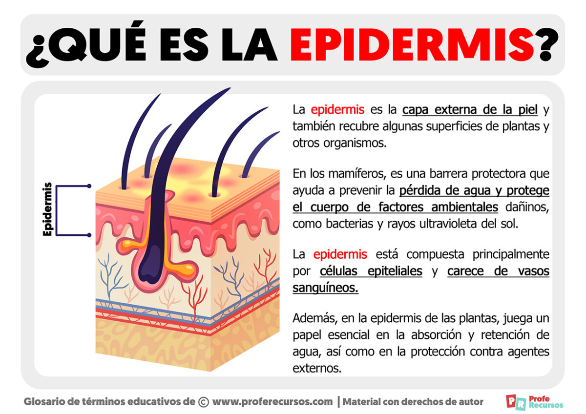 Qué es la Epidermis | Definición de Epidermis