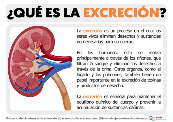 Qué es la Excreción | Definición de Excreción