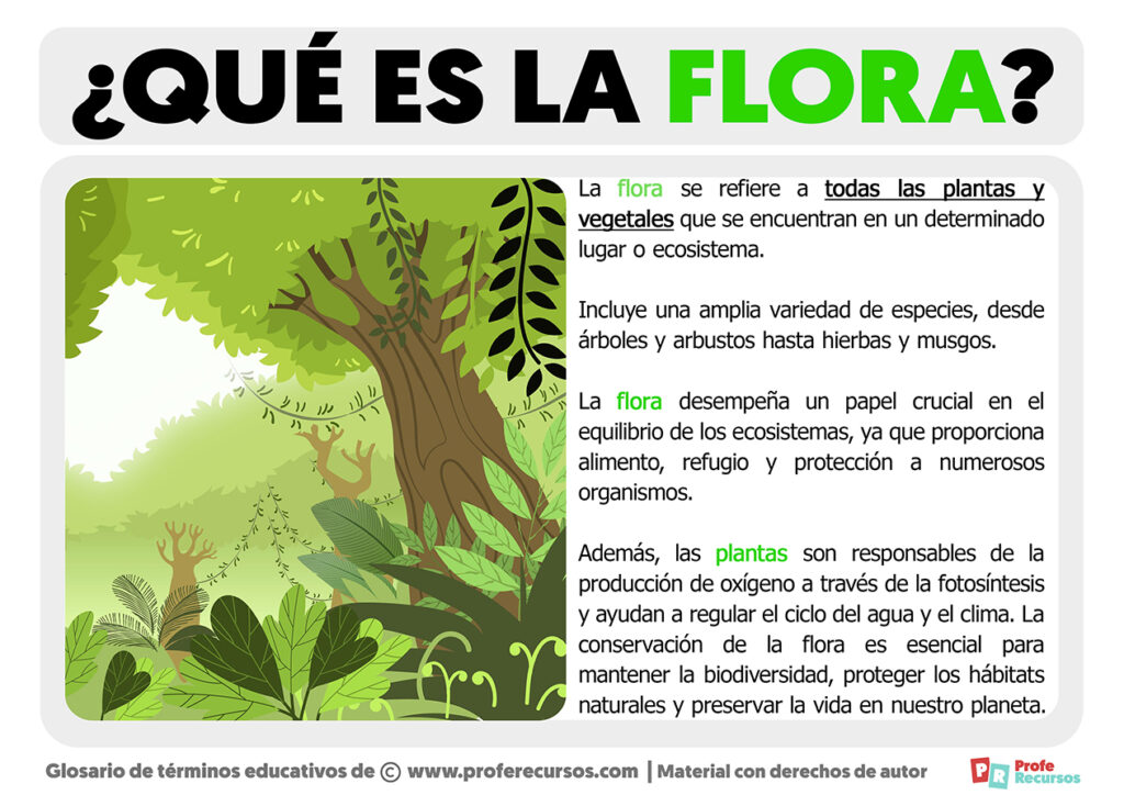 Qué es la Flora | Definición de Flora