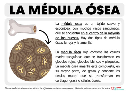 ¿Qué es la médula Ósea?