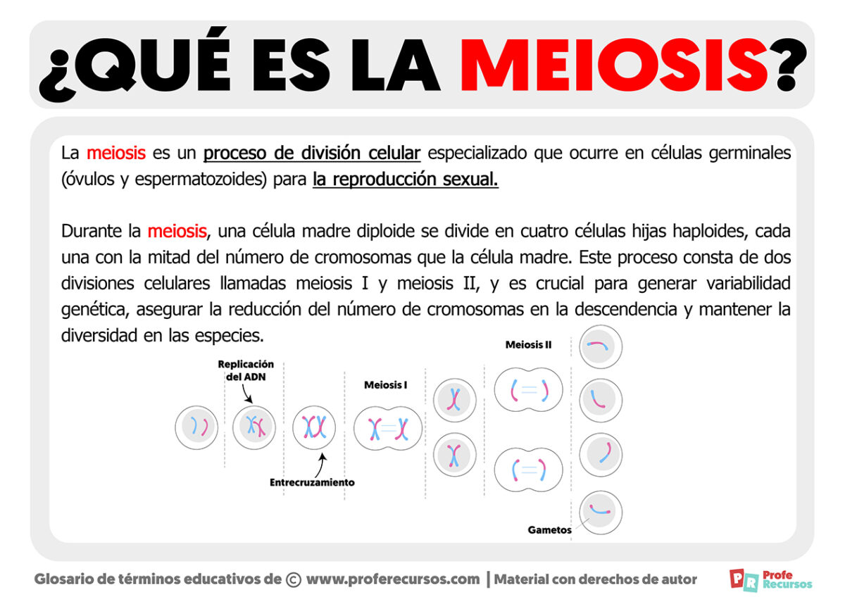 Qué Es La Meiosis Definición De Meiosis