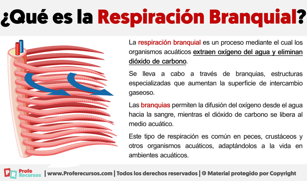 Qué es la Respiración Branquial