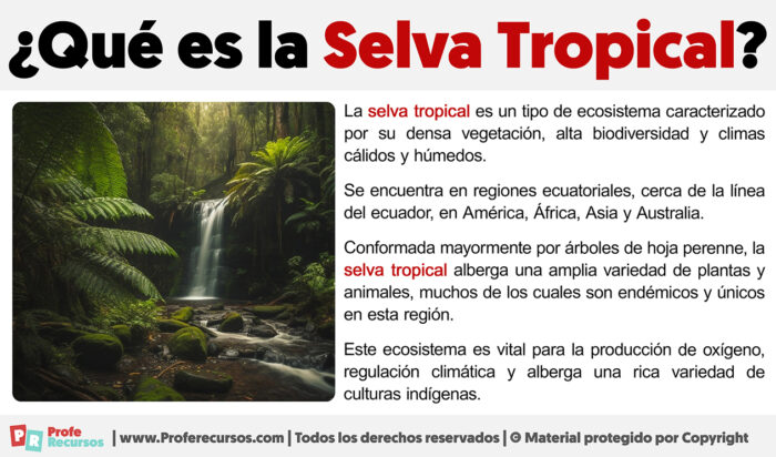 Qué es la Selva Tropical