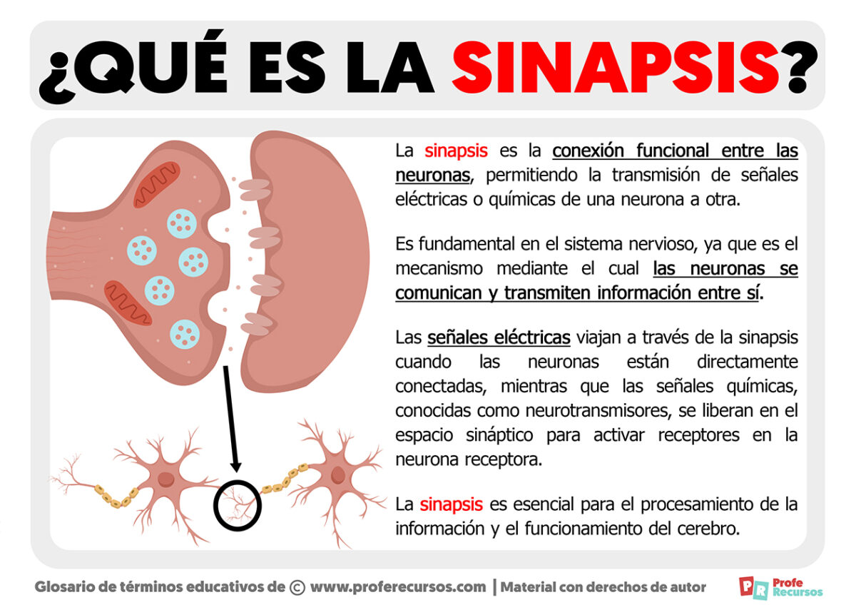 Qué es la Sinapsis | Definición de Sinapsis