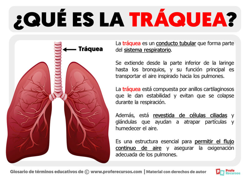 Qué es la Tráquea | Definición de Tráquea