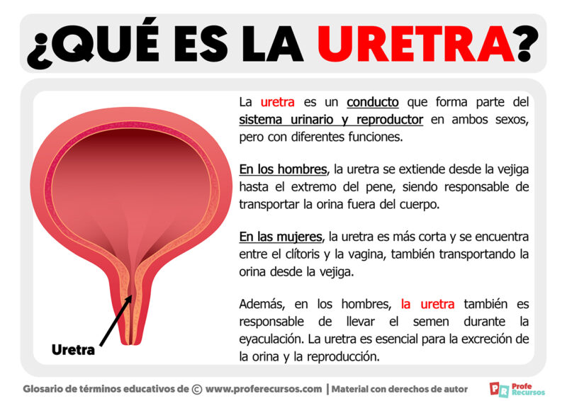 Qué es la Uretra | Definición de Uretra