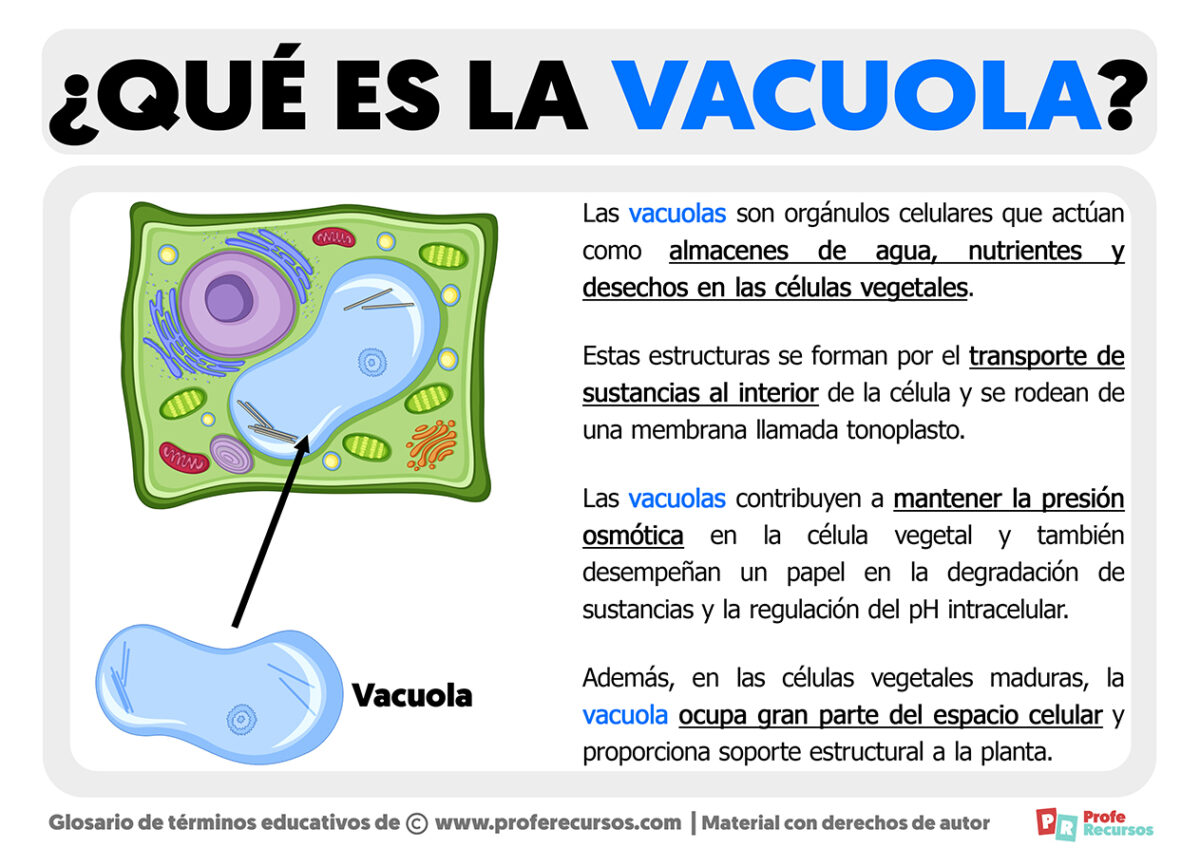 Qué es la Vacuola | Definición de Vacuola