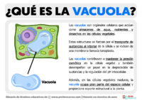 Qué es la Vacuola | Definición de Vacuola