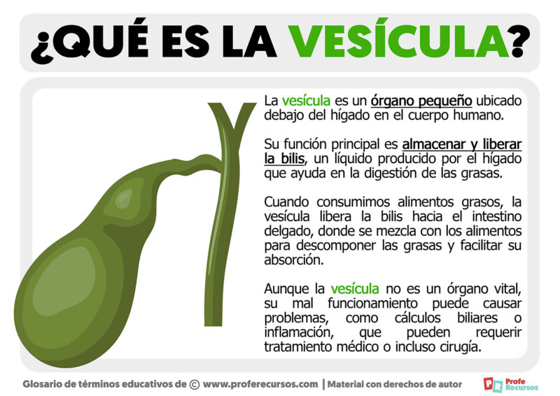 Qué es la Vesícula | Definición de Vesícula