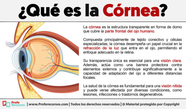 Qué es la Córnea | Definición de Córnea