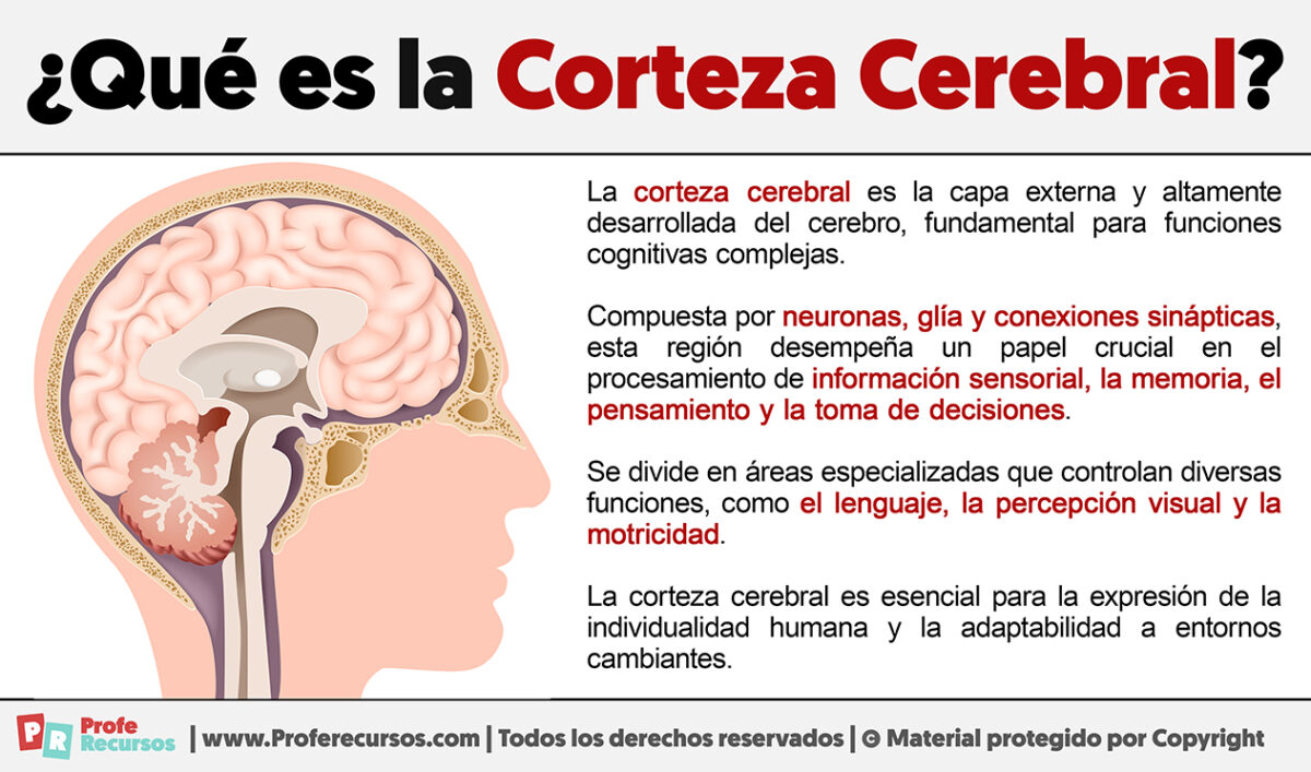 Qué es la Corteza Cerebral