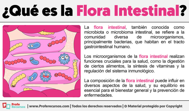 Que es la Flora Intestinal