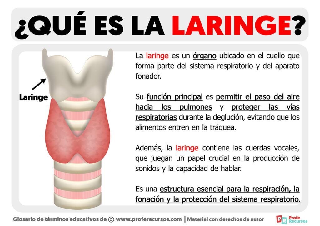 Qué es la Laringe | Definición de Laringe