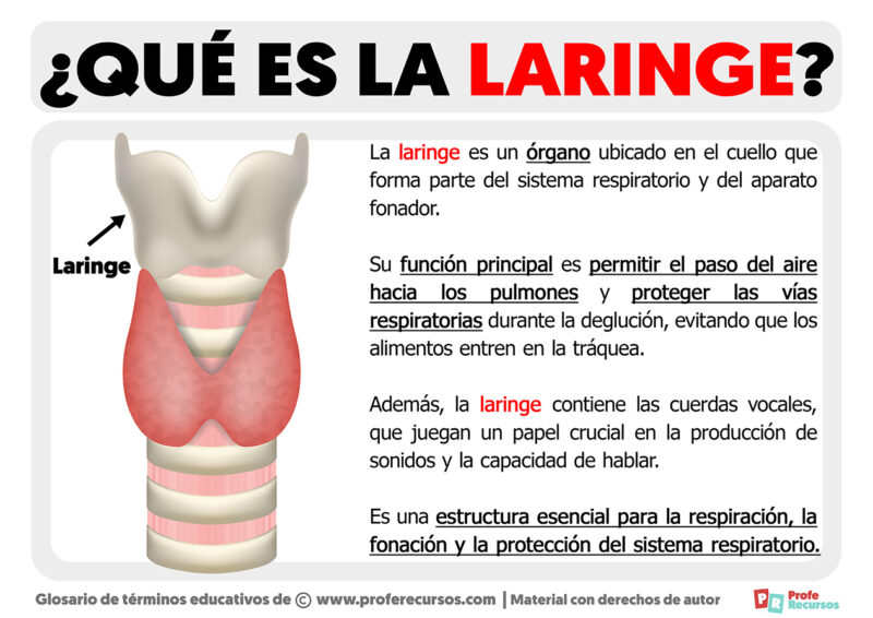 Qué es la Laringe | Definición de Laringe