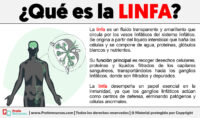 Qué es la Linfa | Definición de Linfa