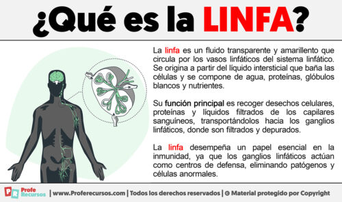 Qué es la Linfa | Definición de Linfa