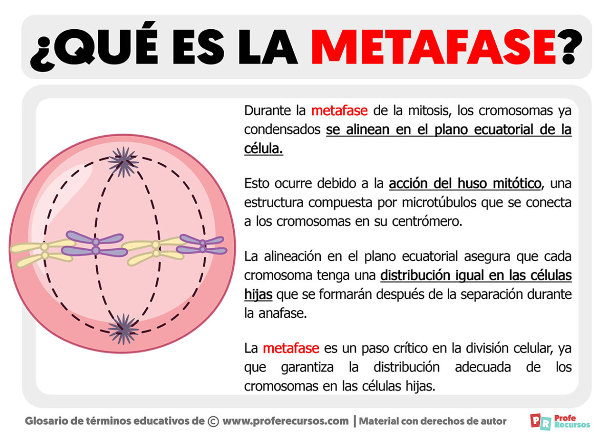 Qué es la Metafase