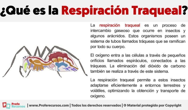 Qué es la Respiración Traqueal