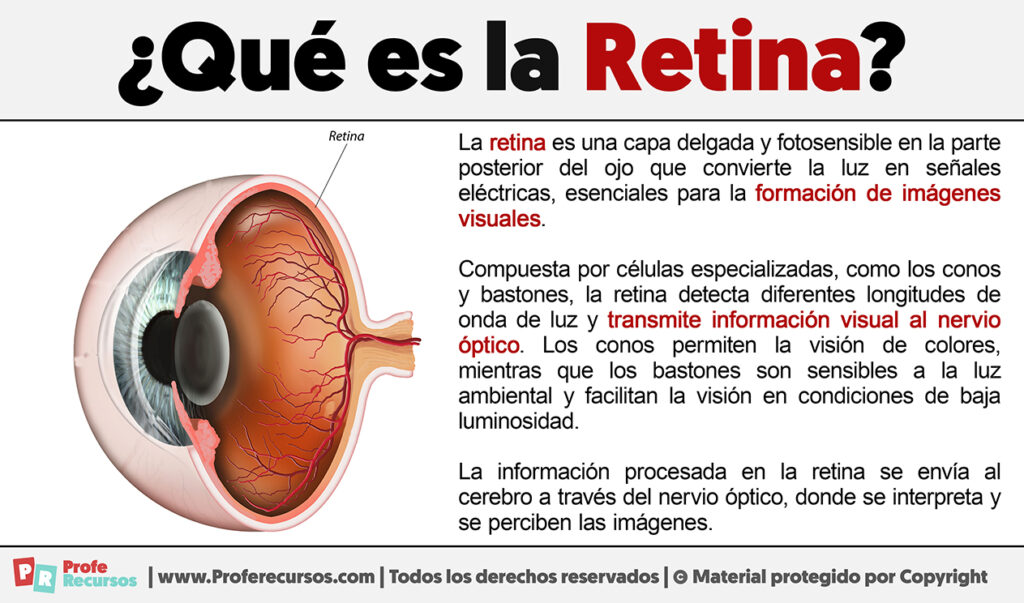 Qué es la Retina | Definición de Retina