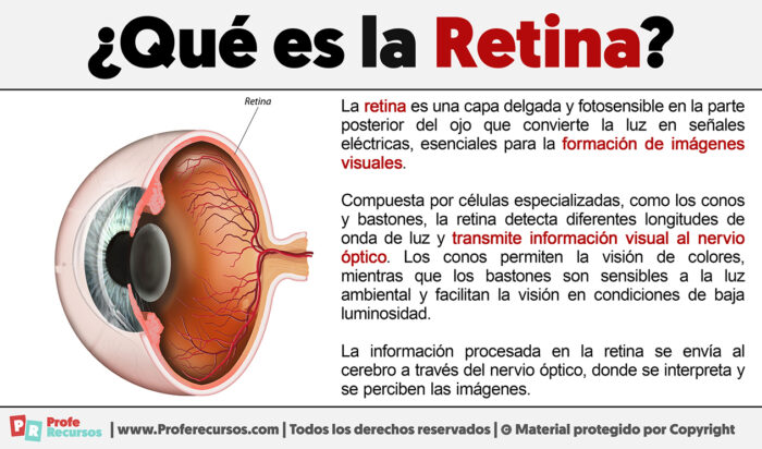 Qué es la Retina | Definición de Retina