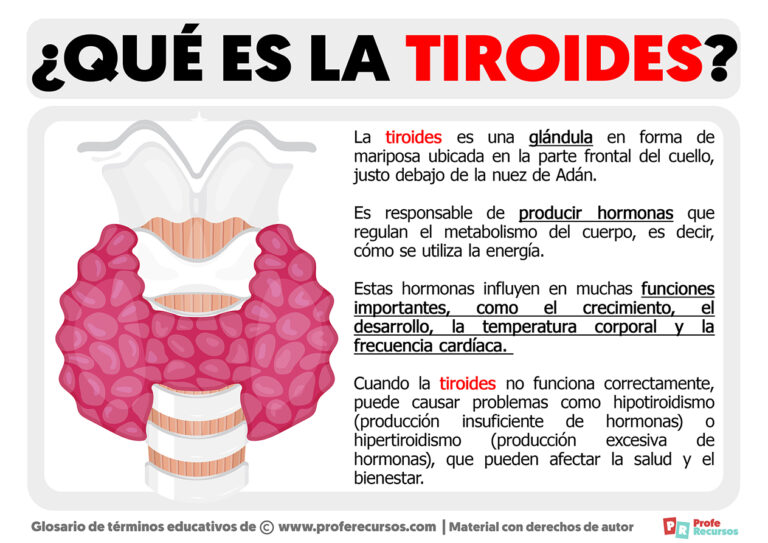 Qué es la Tiroides | Definición de Tiroides