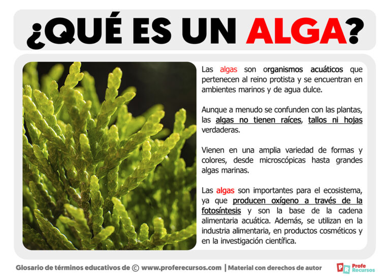 Qué es un Alga | Definición de Alga