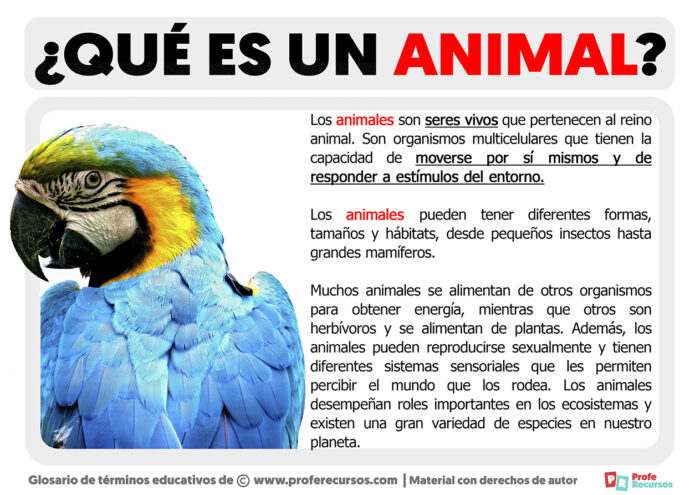 Qué es un Animal | Definición de Animal