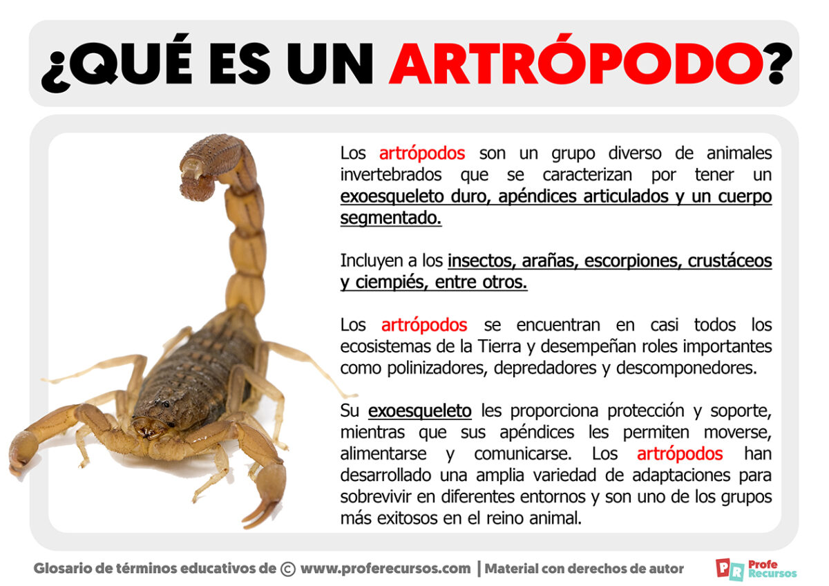 Qué es un Artrópodo | Definición de Artrópodo