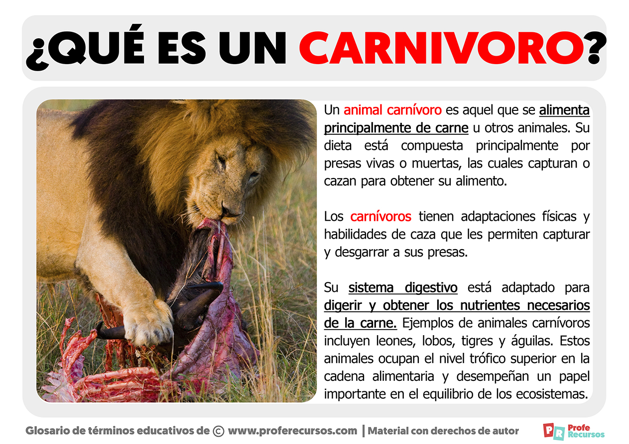 Qué es un Animal Carnívoro Qué es un Animal Carnívoro