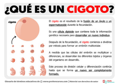 Qué es un Cigoto | Definición de Cigoto