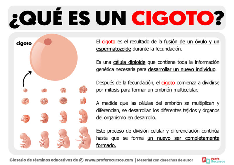 Qué es un Cigoto | Definición de Cigoto