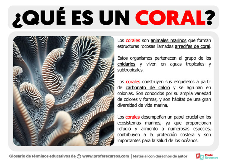 Qué es un Coral | Definición de Coral