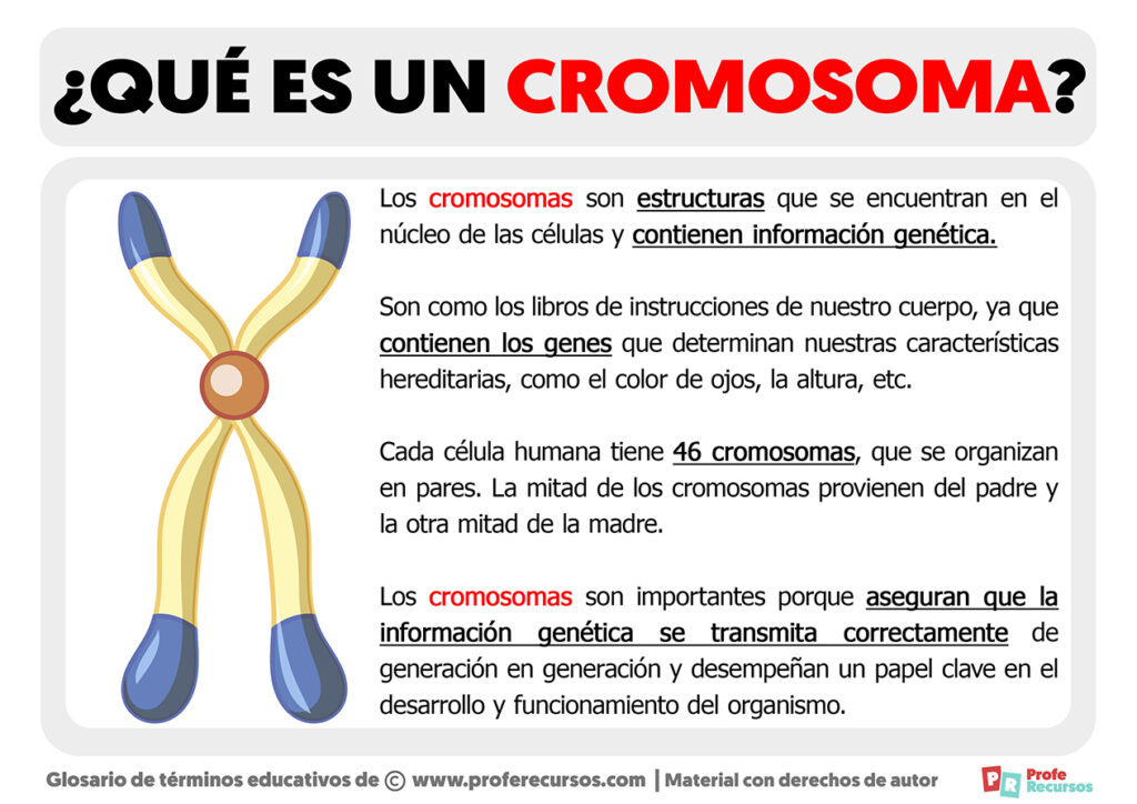 ¿Qué es un Cromosoma?