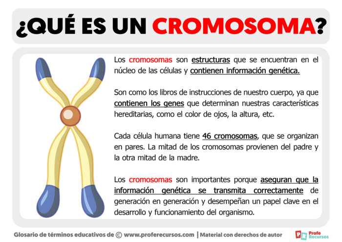 ¿Qué es un Cromosoma?