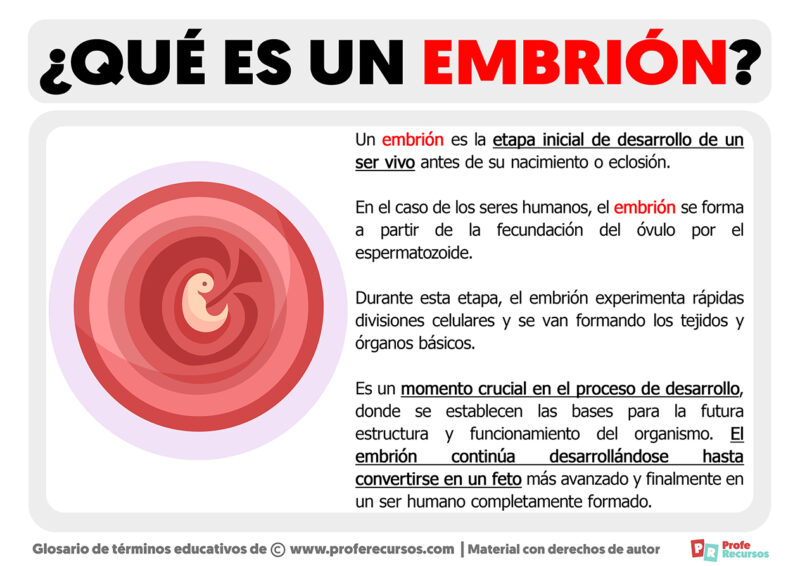 Qué es un Embrión | Definición de Embrión