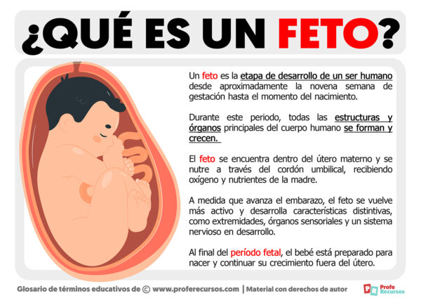 Qué es un Feto | Definición de Feto