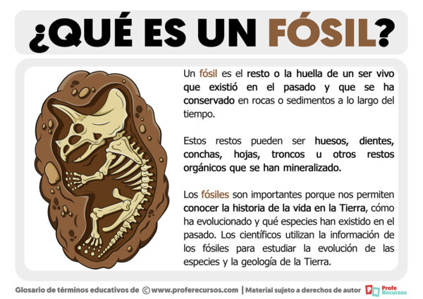 Qué es un Fósil | Definición de Fósil