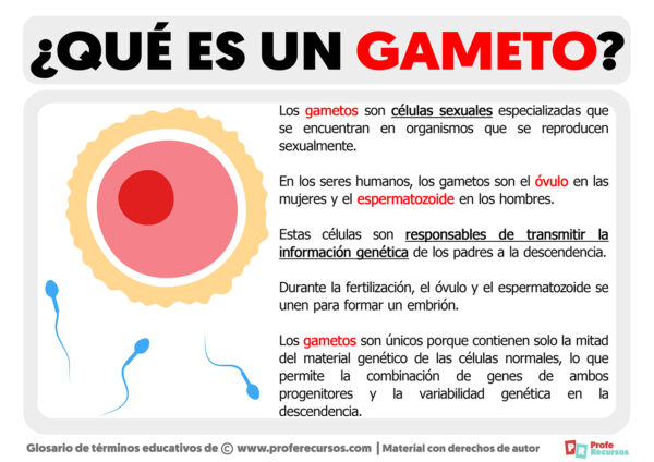 Qué es un Gameto | Definición de Gameto
