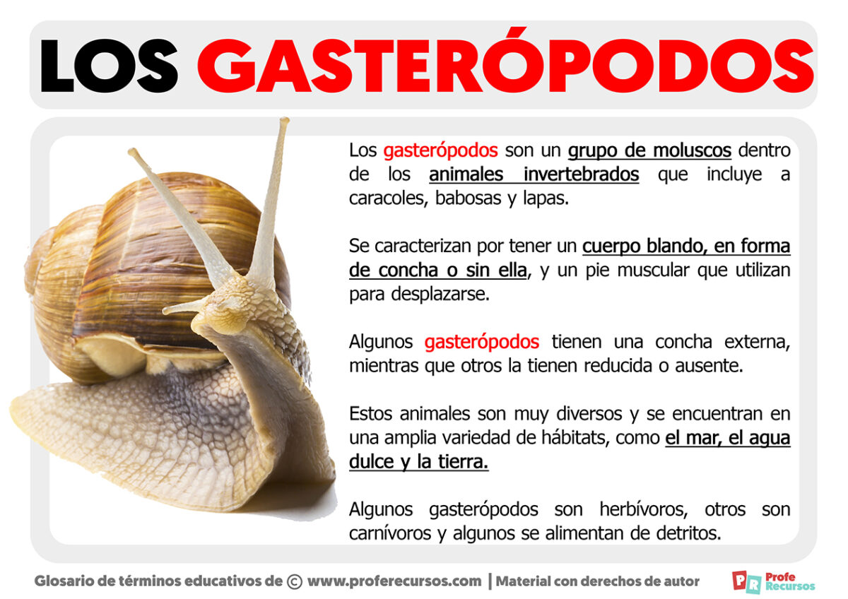 Qué son los Gasterópodos | Definición de Gasterópodo