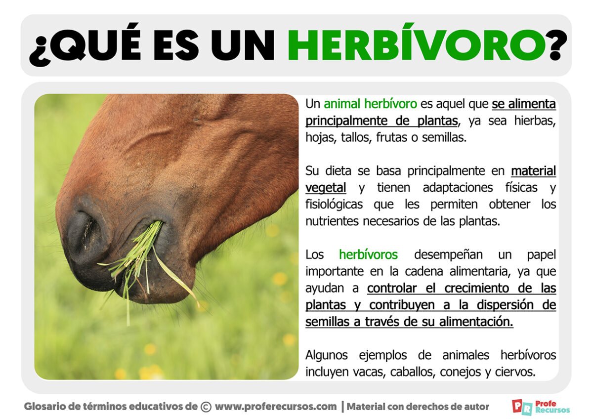 Qué es un Animal Herbívoro