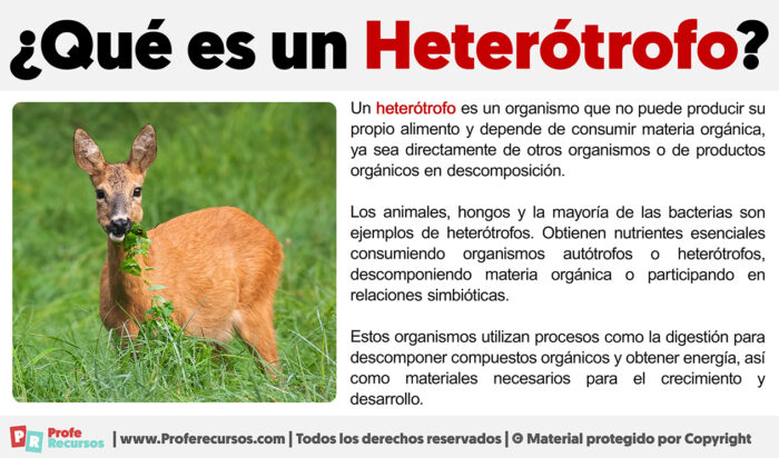 Qué es un Heterótrofo