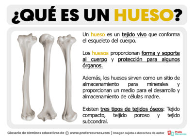 Qué es un Hueso | Definición de Hueso