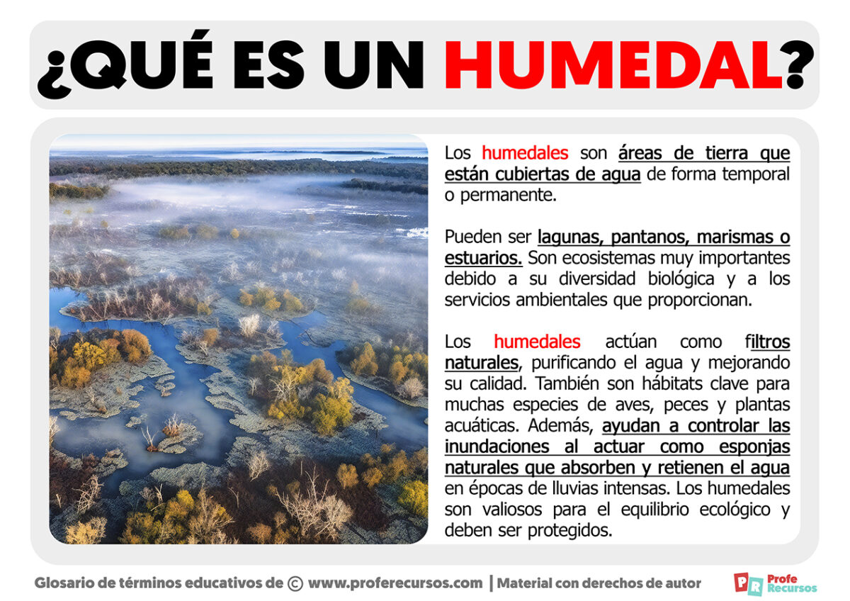 Qué es un Humedal | Definición de Humedal