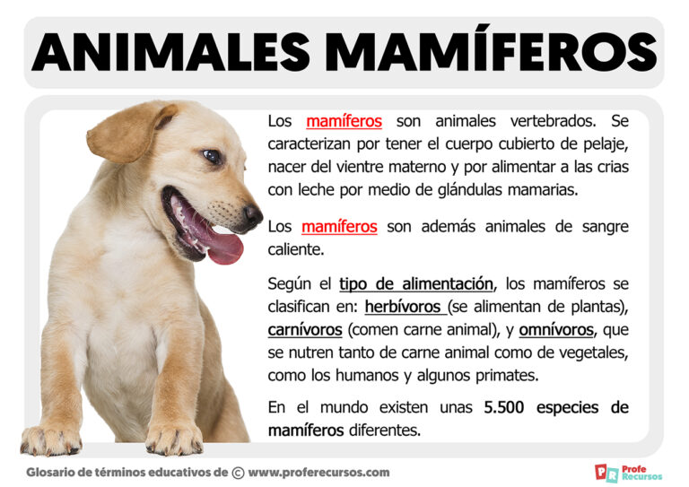 Qué es un Mamífero | Definición de Mamífero